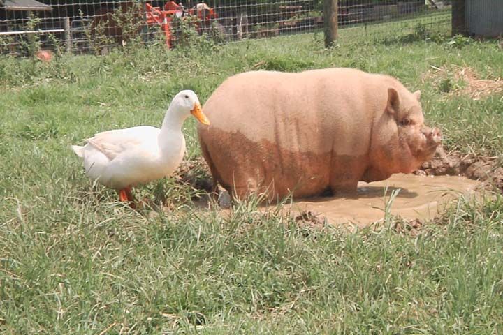 I Am Local 6: Duck and pig best friends at Jeannie McAlpin's A S - WPSD ...